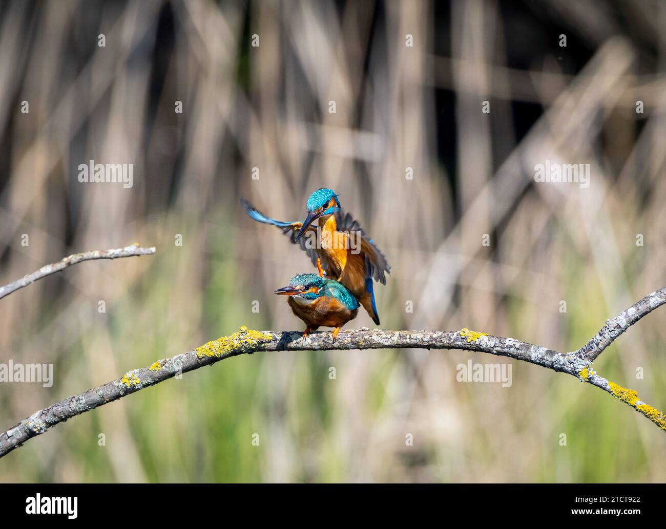 Kingfisher mating uk hi-res stock photography and images - Alamy