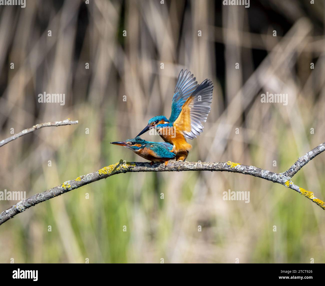 Kingfishers mating ritual UK Stock Photo - Alamy
