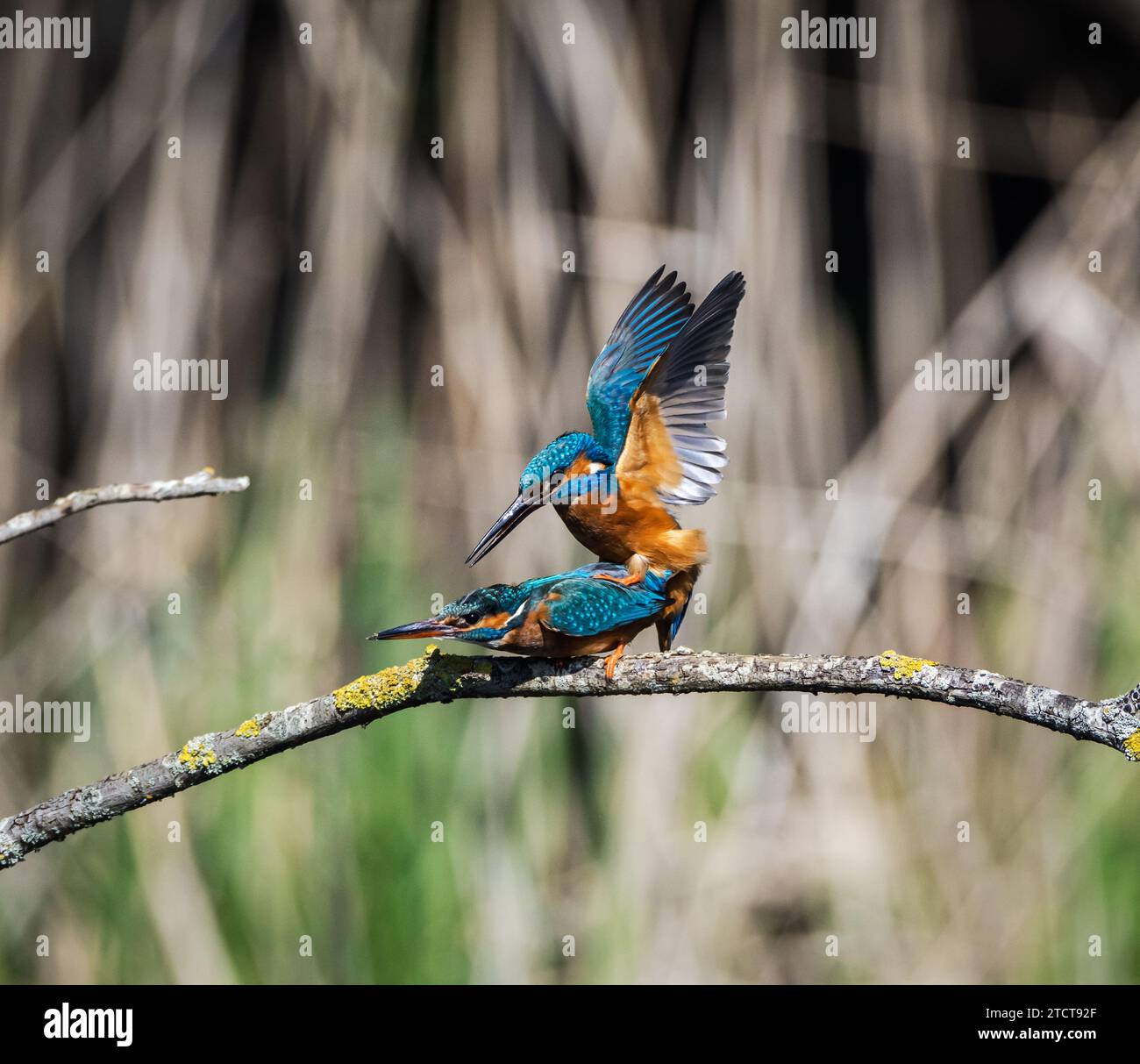 Mating birds hi-res stock photography and images - Alamy