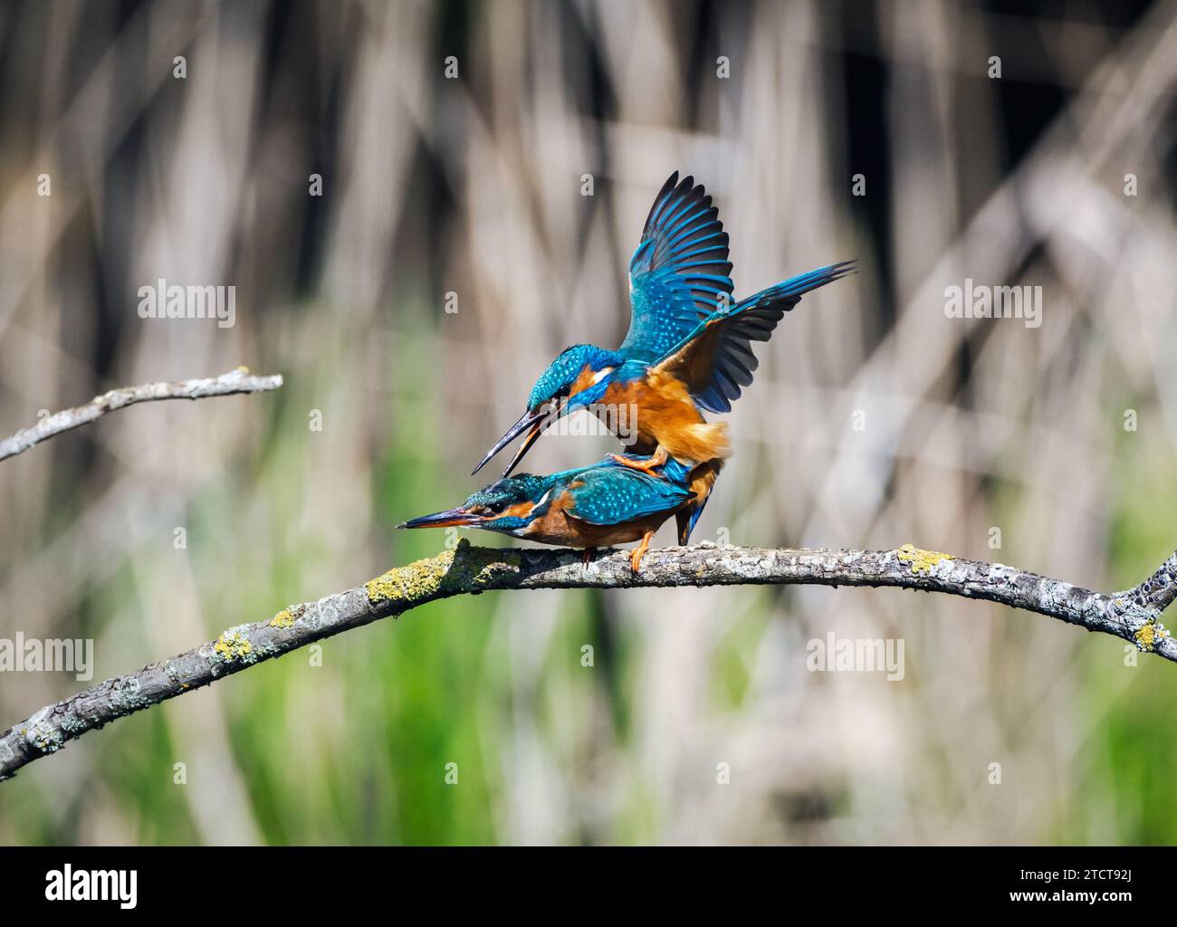 Kingfishers mating ritual UK Stock Photo - Alamy