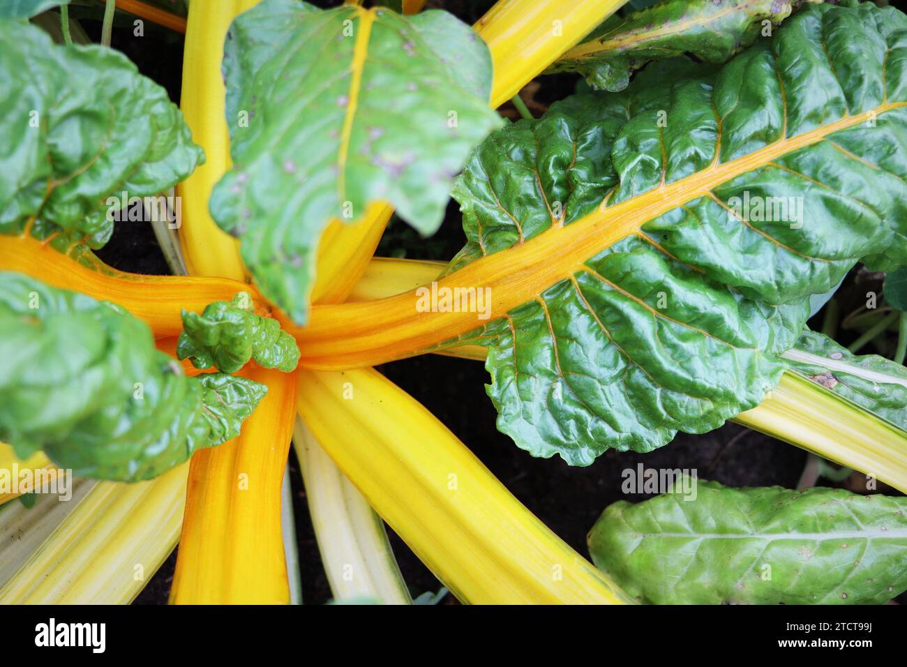 Yellow fresh rainbow Swiss chard growing in farm. Close up shot to stem ...