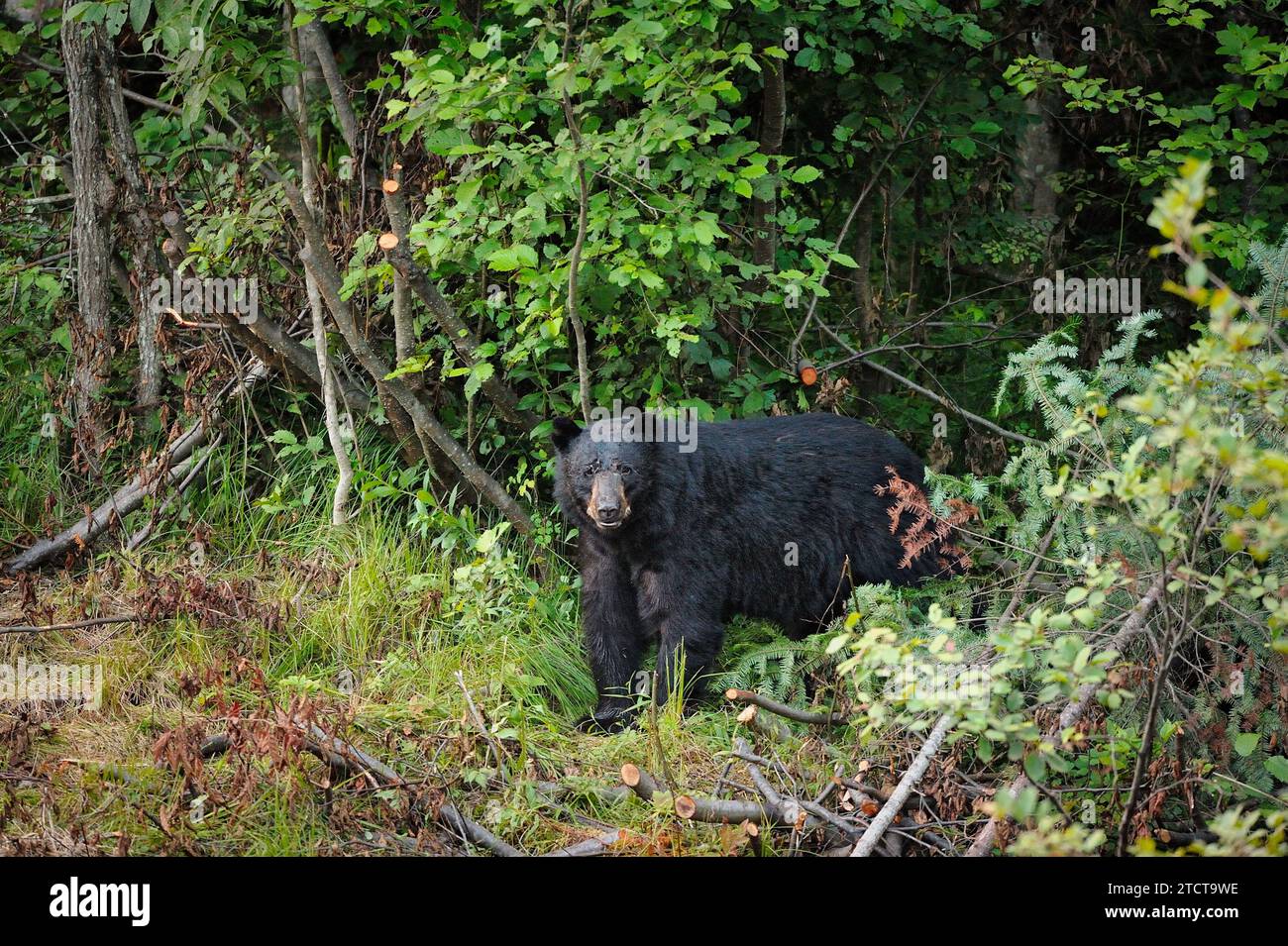 Lac Bear coming out of the forest Stock Photo - Alamy