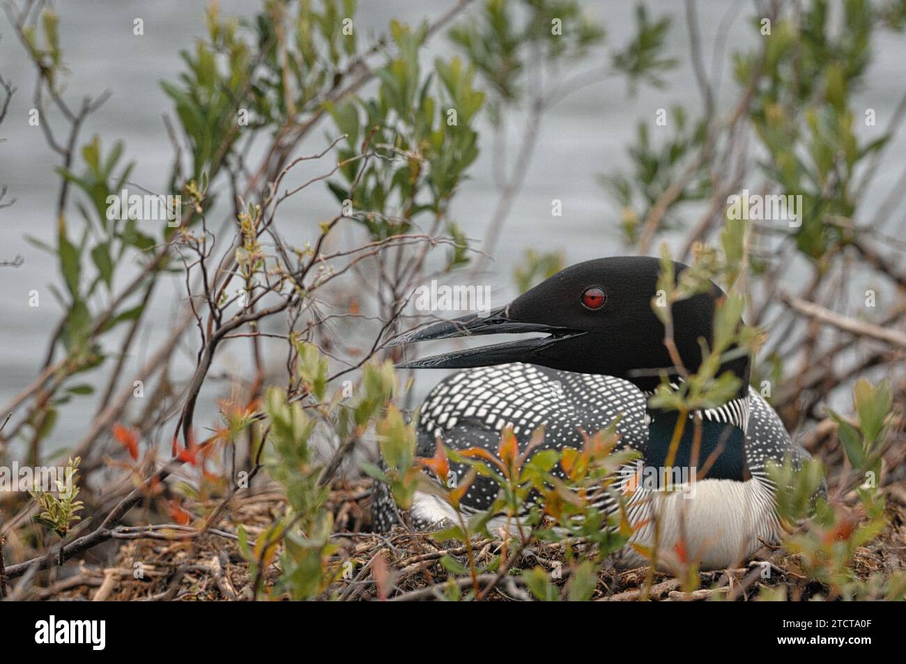 Common Leon on its nest in the middle of a Lake Stock Photo - Alamy