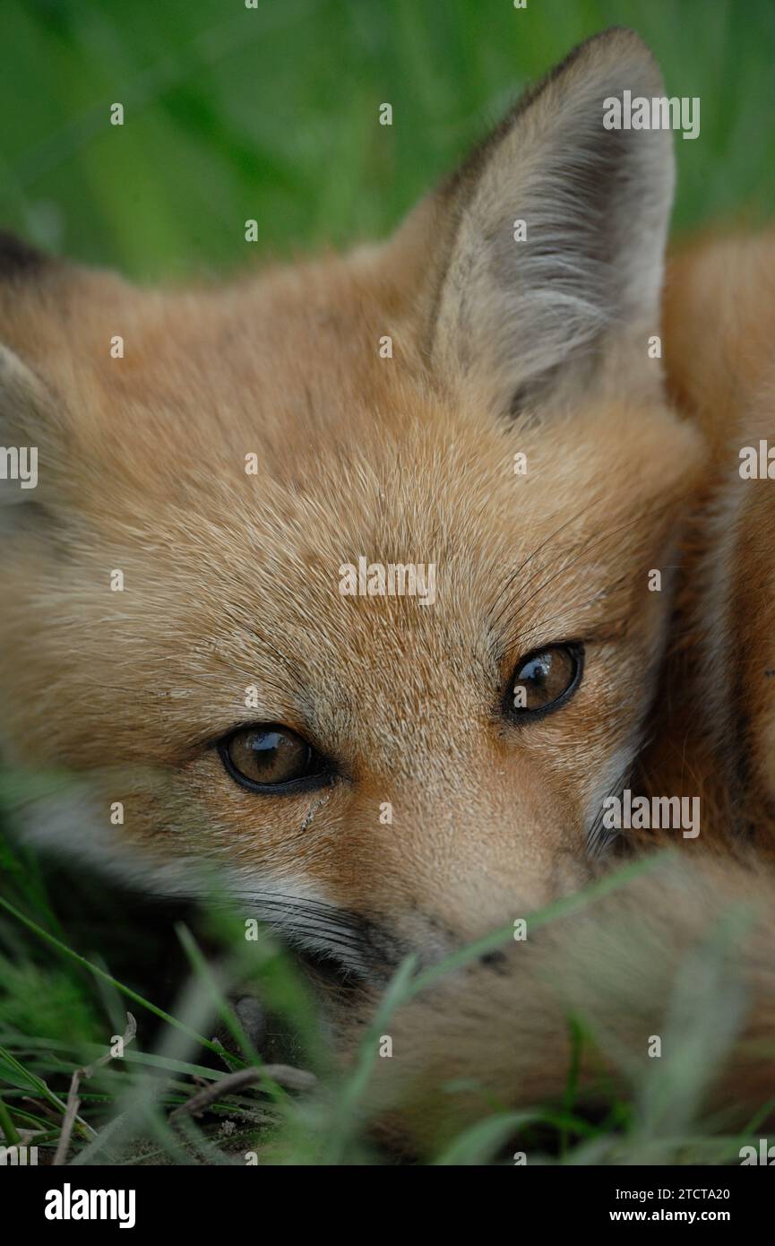 Young carnivore hi-res stock photography and images - Alamy