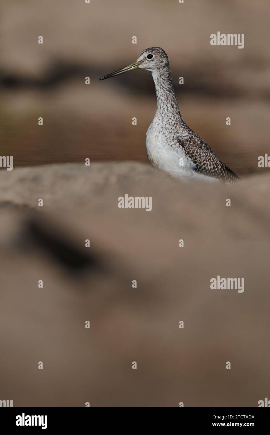Greater Yellowlegs hiding behind a rock Stock Photo - Alamy