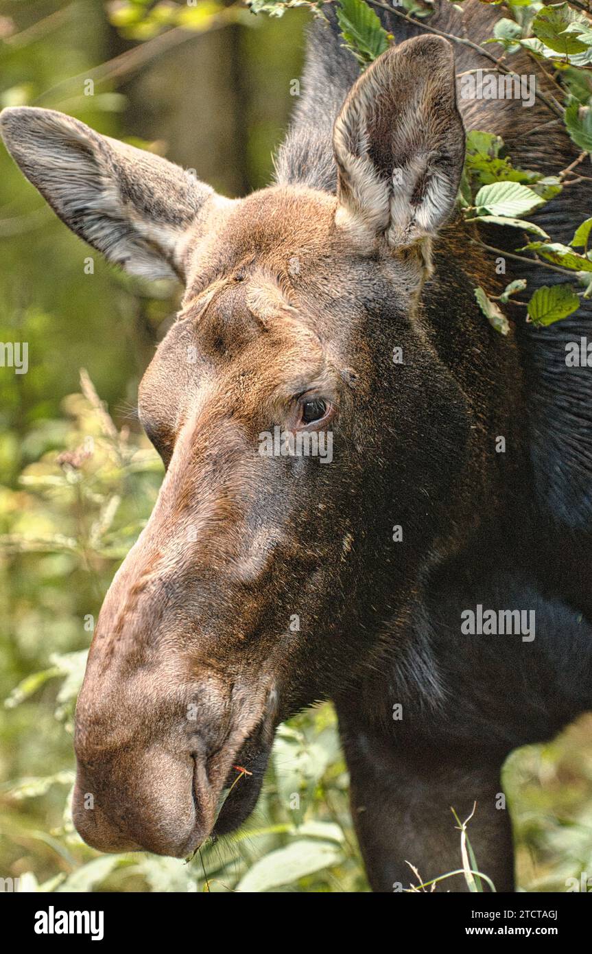 Female moose hi-res stock photography and images - Alamy