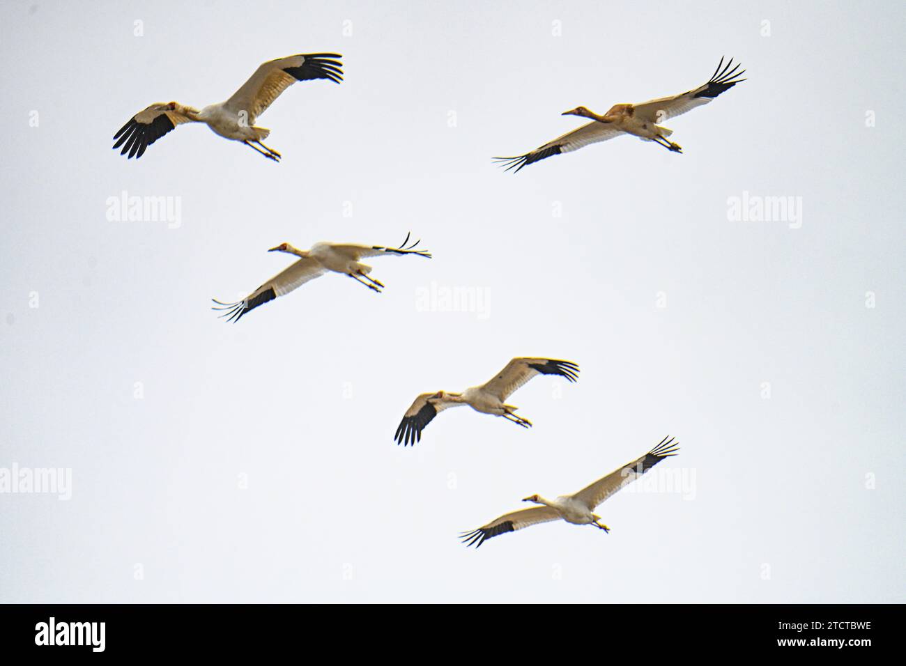 Siberian crane china hi-res stock photography and images - Alamy