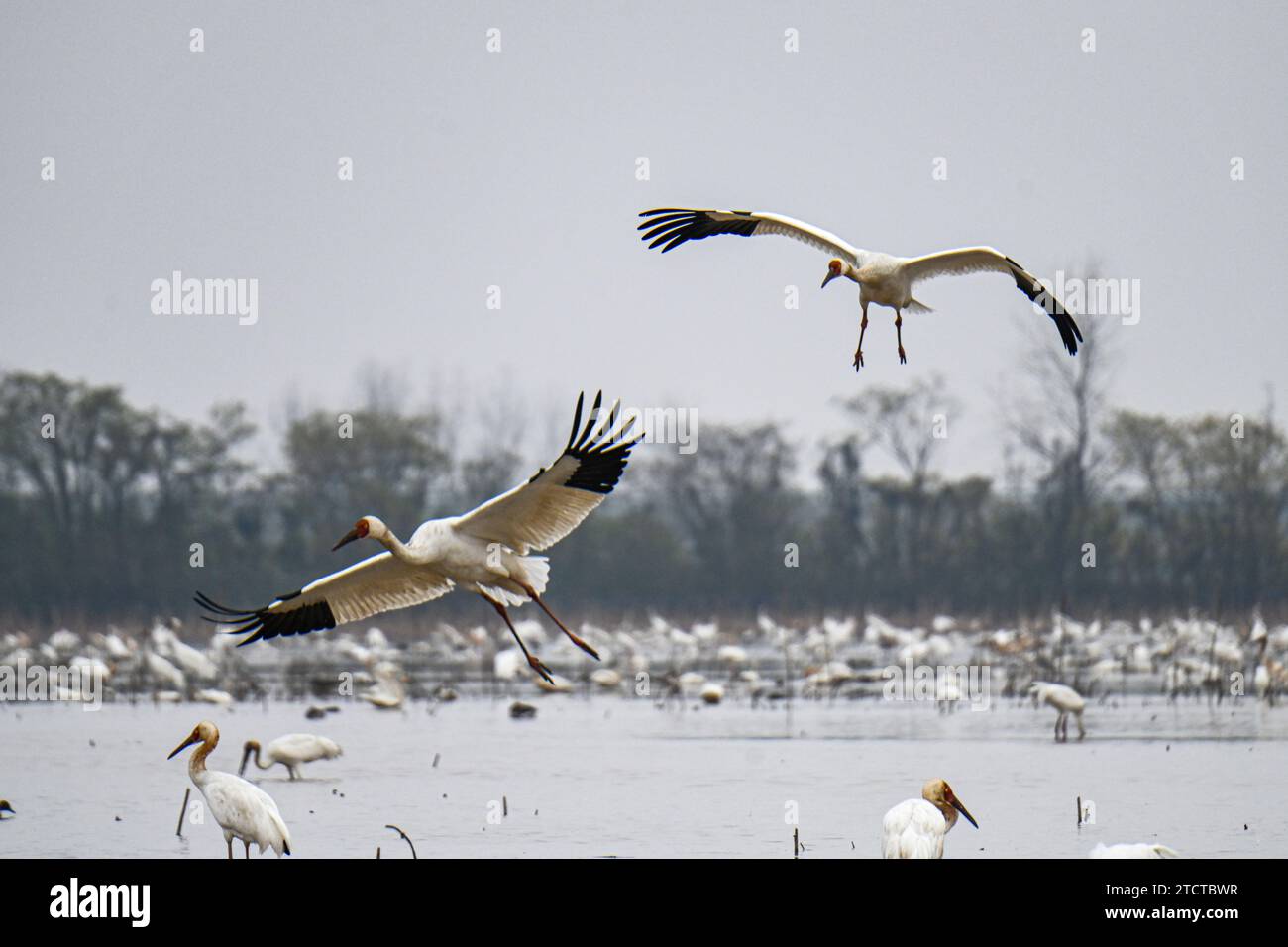 NANCHANG, CHINA - DECEMBER 13, 2023 - Siberian White Cranes fly in ...