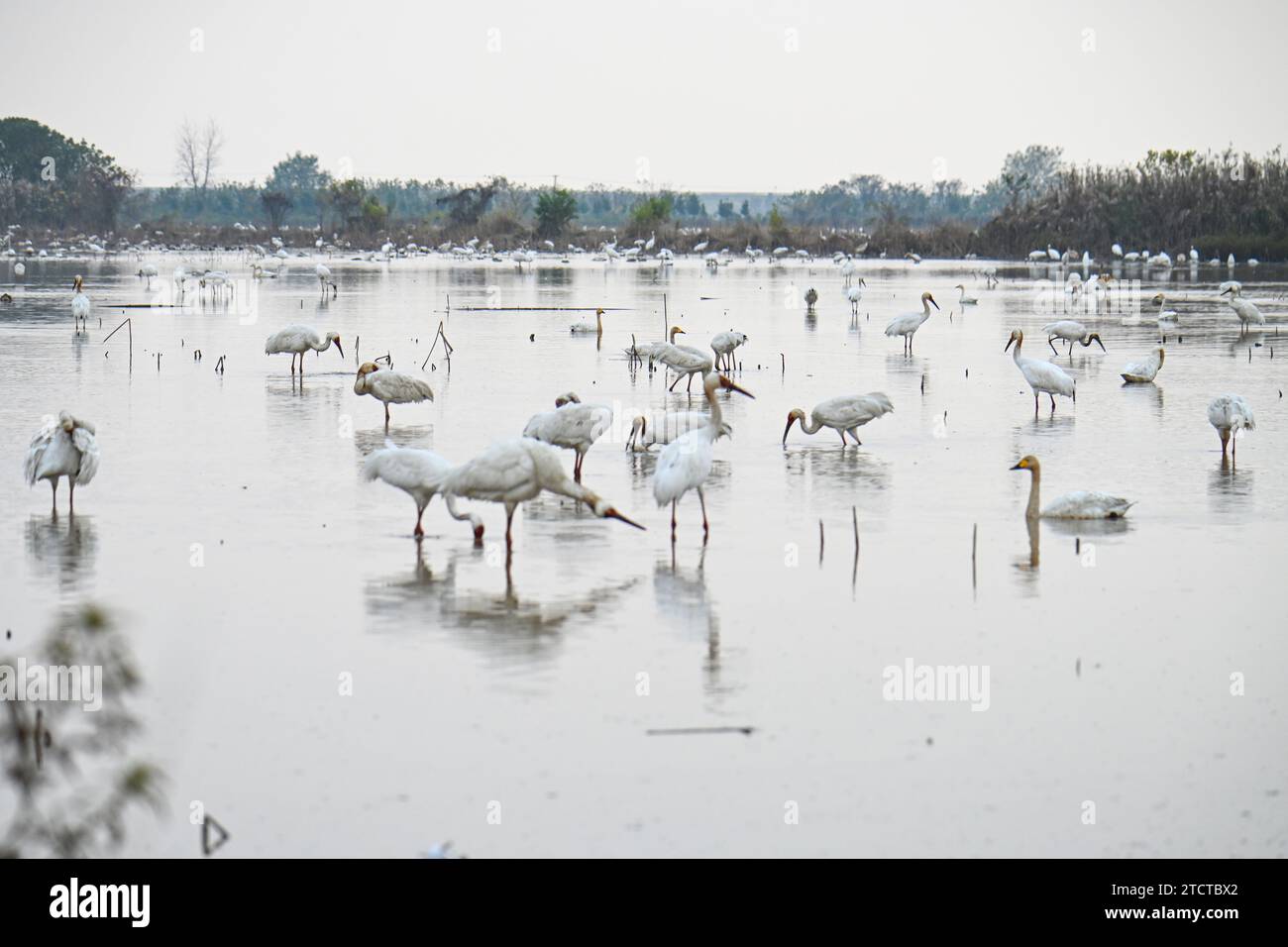 NANCHANG, CHINA - DECEMBER 13, 2023 - Siberian White Cranes forage at ...