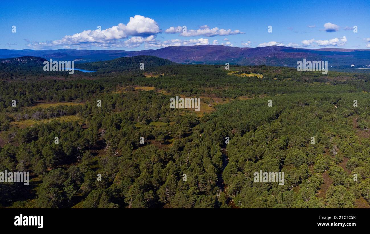 Aerial view of Rothiemurchus Forest in the Cairngorms National Park in ...