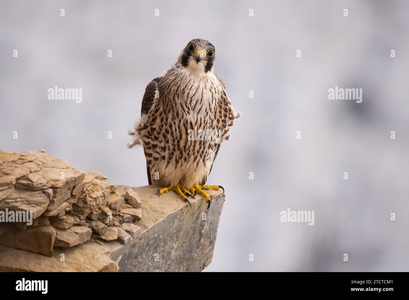 A peregrine falcon, Falco peregrinus, perched on a cliff looking ...
