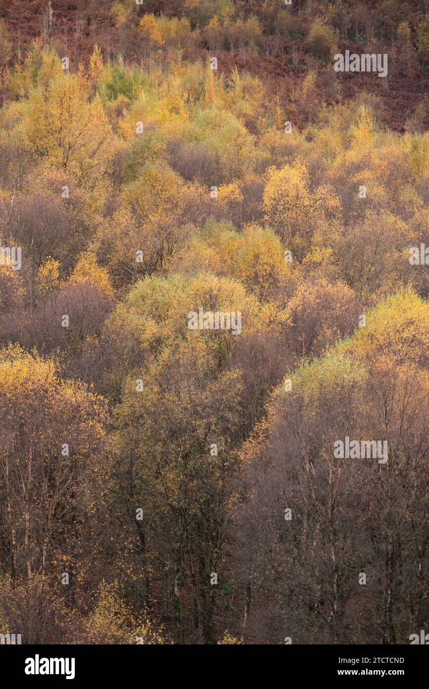 Woodland trees in autumn colour filling the frame Stock Photo - Alamy