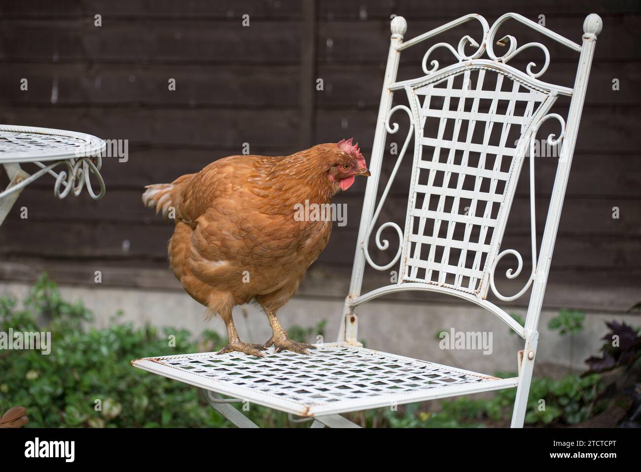 A pet hen standing on a garden chair Stock Photo - Alamy