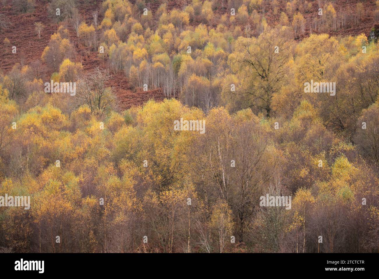 Woodland trees in autumn colour filling the frame Stock Photo - Alamy