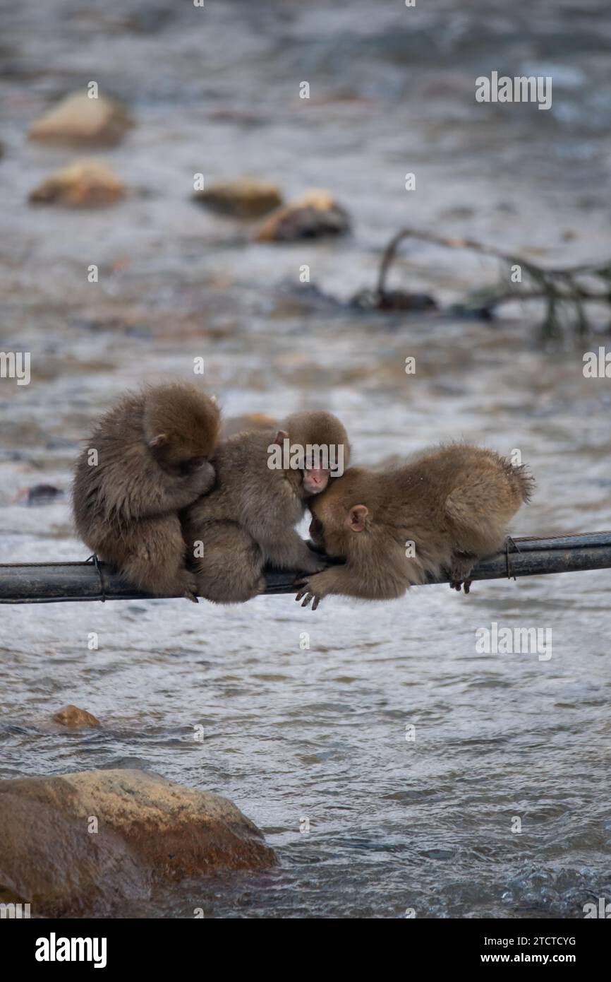 Baby Japanese macaques, Macaca fuscata, grooming and playing above a ...