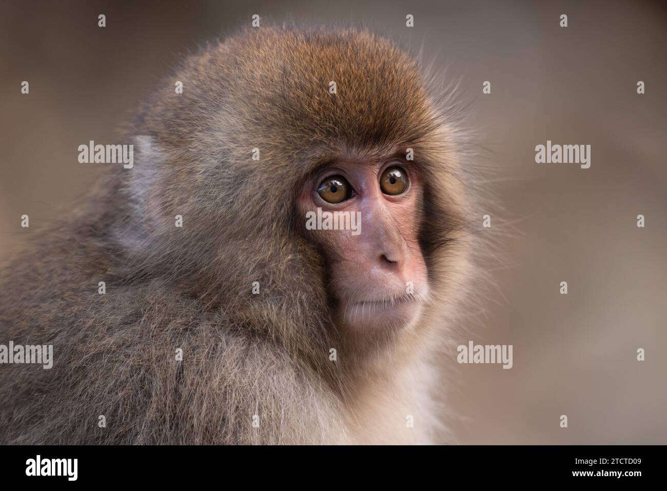 Young macaque portrait hi-res stock photography and images - Alamy