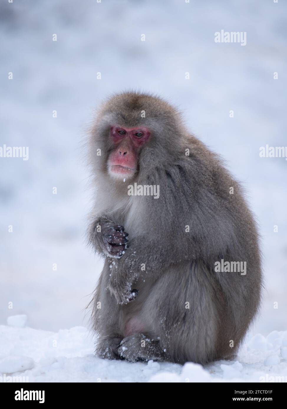 Wildlife macaque hi-res stock photography and images - Alamy