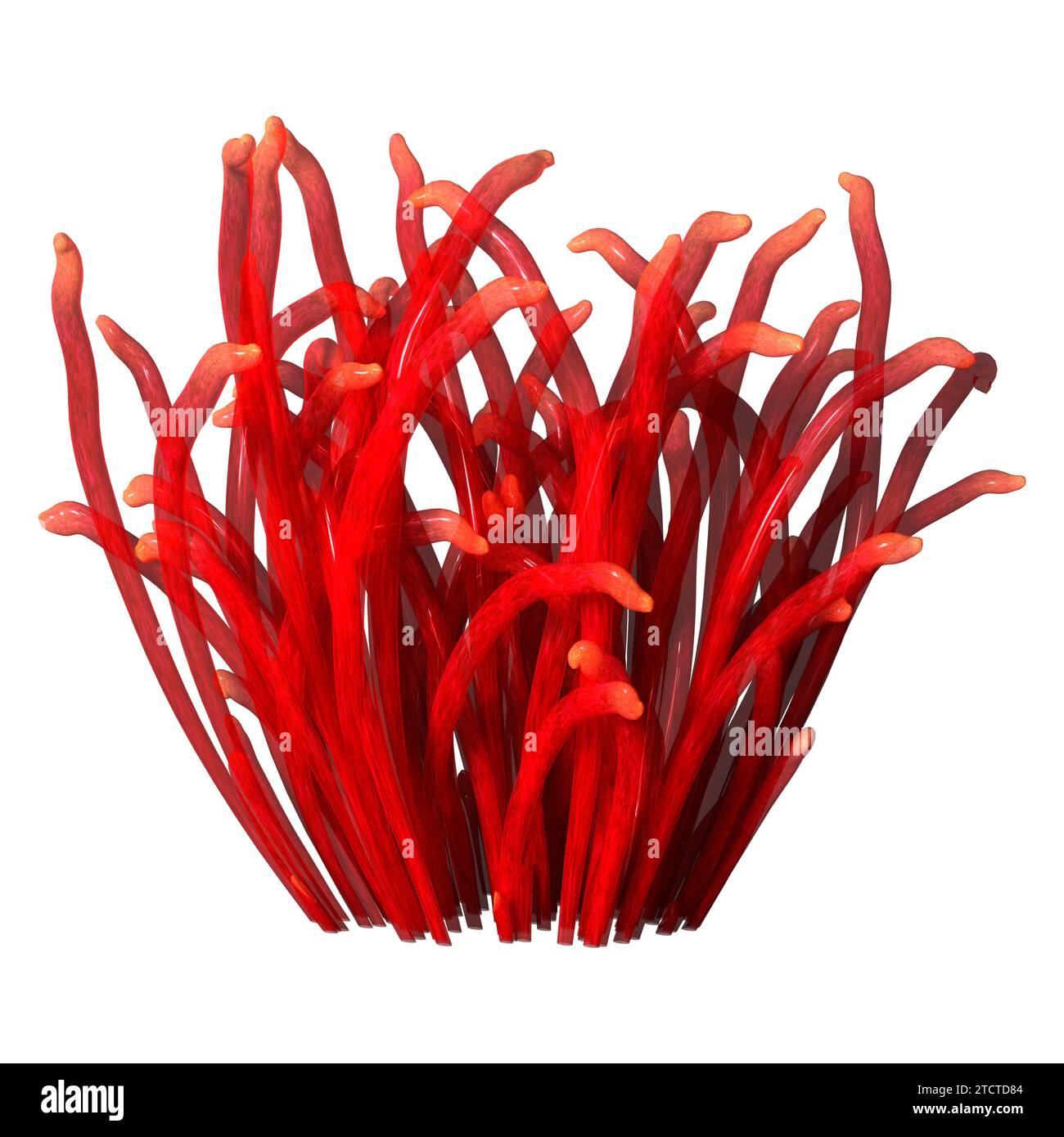 3D rendering of a red anemone isolated on white background Stock Photo - Alamy