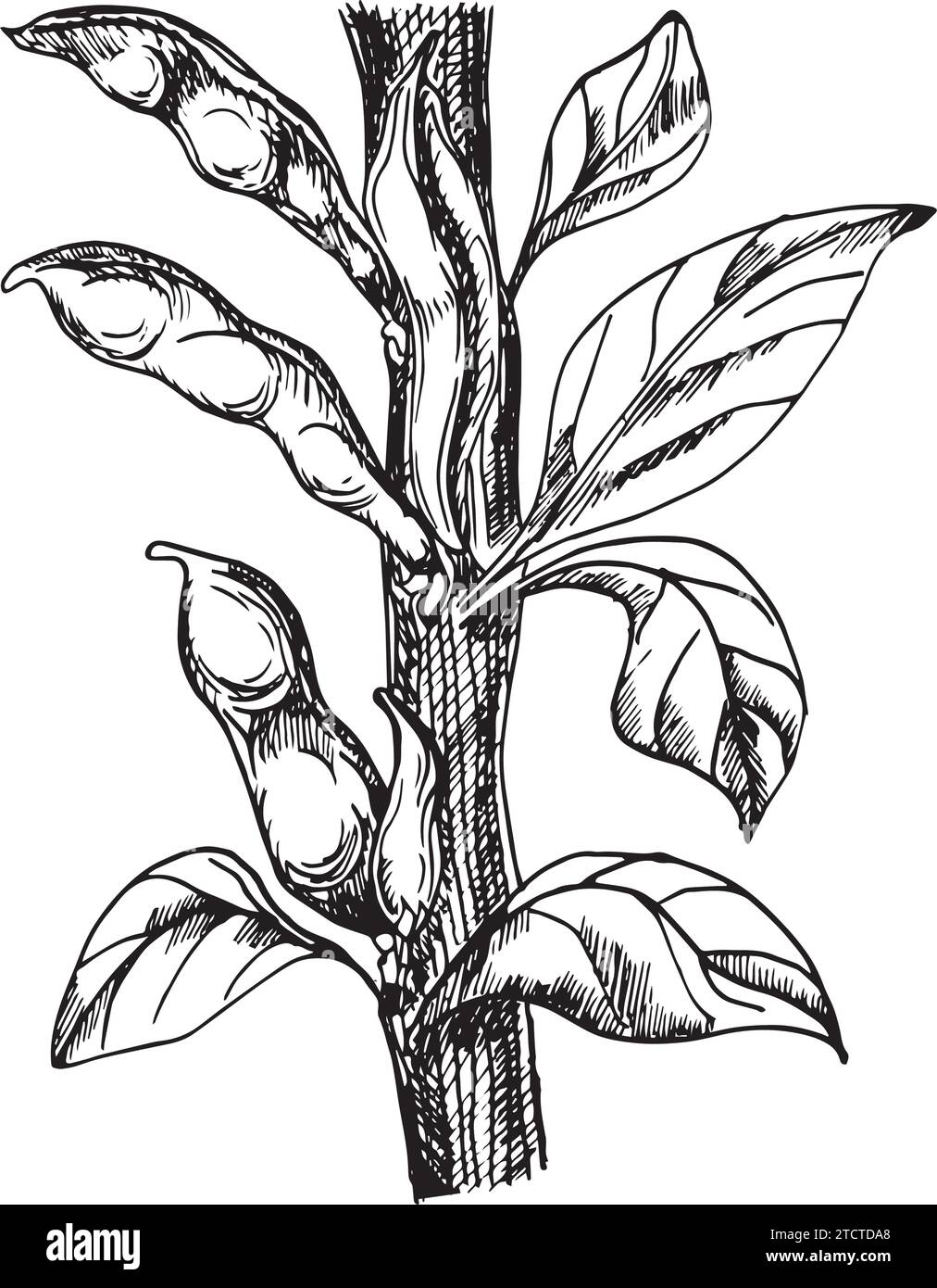 Plant green beans vector illustration isolated on white. Haricot ink ...