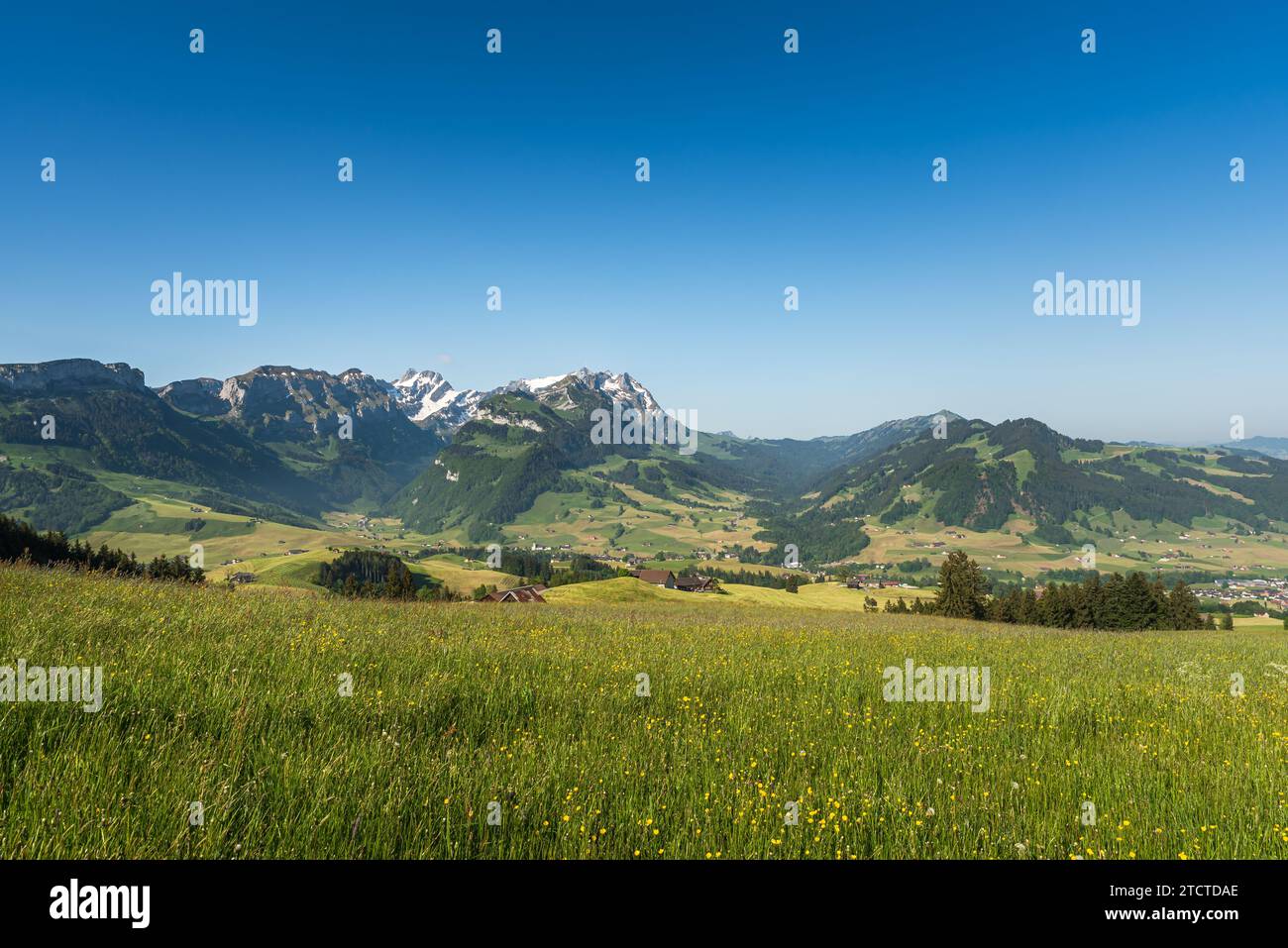 Flower meadow with view to the Alpstein mountains with Saentis and ...