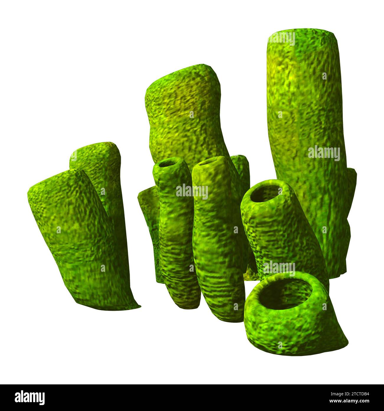 3D rendering of sea tubes sponge isolated on white background Stock ...