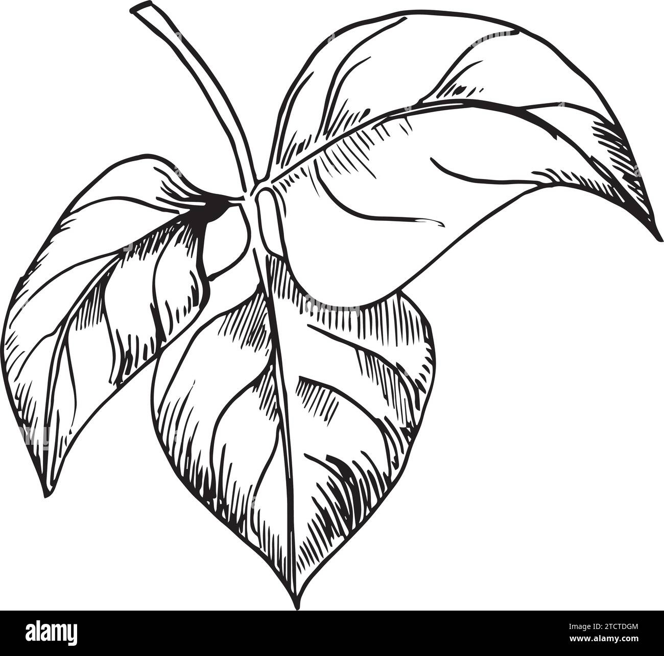 Abstract outlined leaves and branches vector illustration isolated on ...