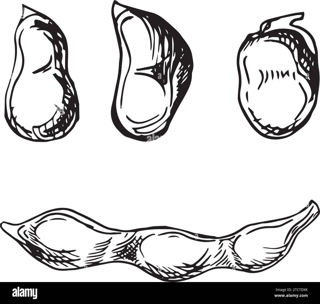 Kidney beans vector illustration isolated on white. Green beans pod ink ...