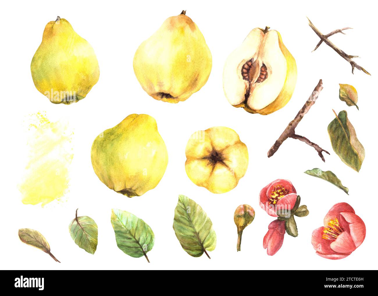 Hand painted watercolor set of quince whole and cut fruits, leaves ...