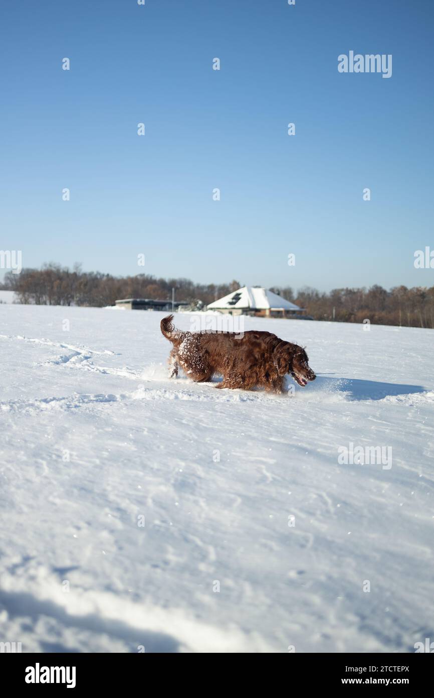 Slow motion cute dog having hi-res stock photography and images - Alamy