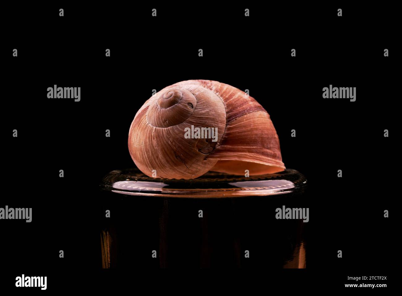 a shimmering golden snail shell lying on a glass isolated with a black ...