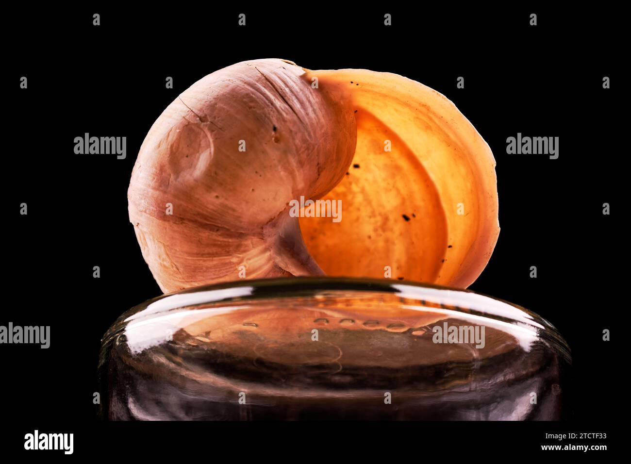 a shimmering golden snail shell lying on a glass isolated with a black ...
