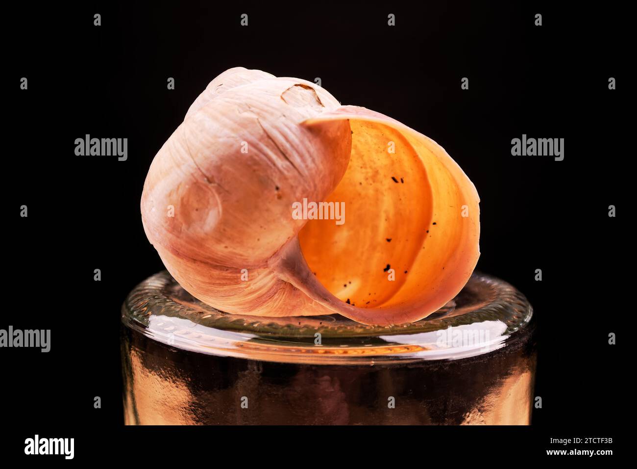 a shimmering golden snail shell lying on a glass isolated with a black ...