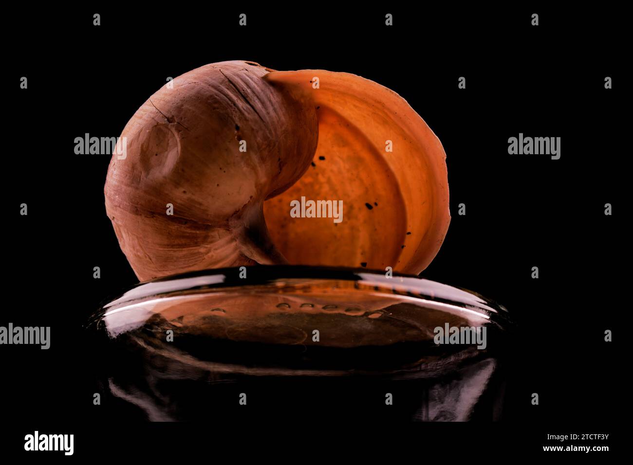 a shimmering golden snail shell lying on a glass isolated with a black ...