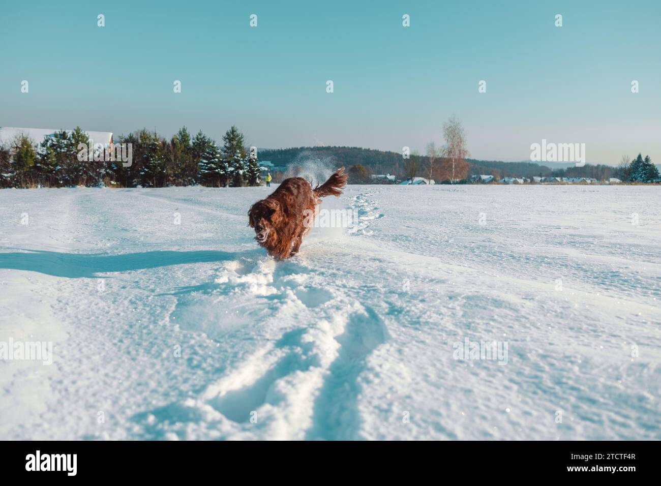 Active Irish Setter dog running slow motion footage during the snowy ...