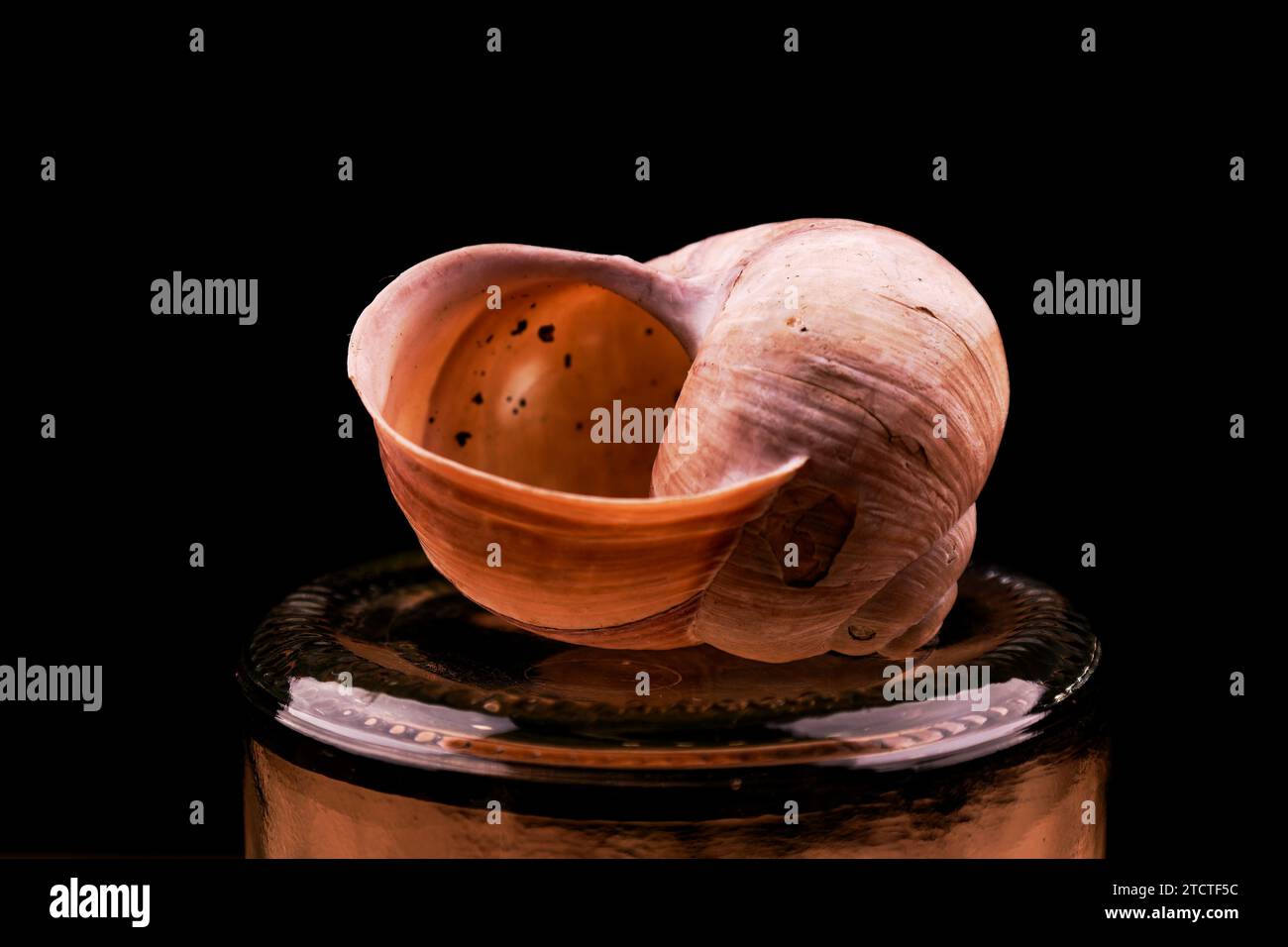 a shimmering golden snail shell lying on a glass isolated with a black ...