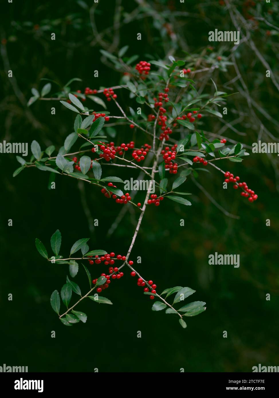 A native yaupon holly shrub with red berries growing in an East Texas ...