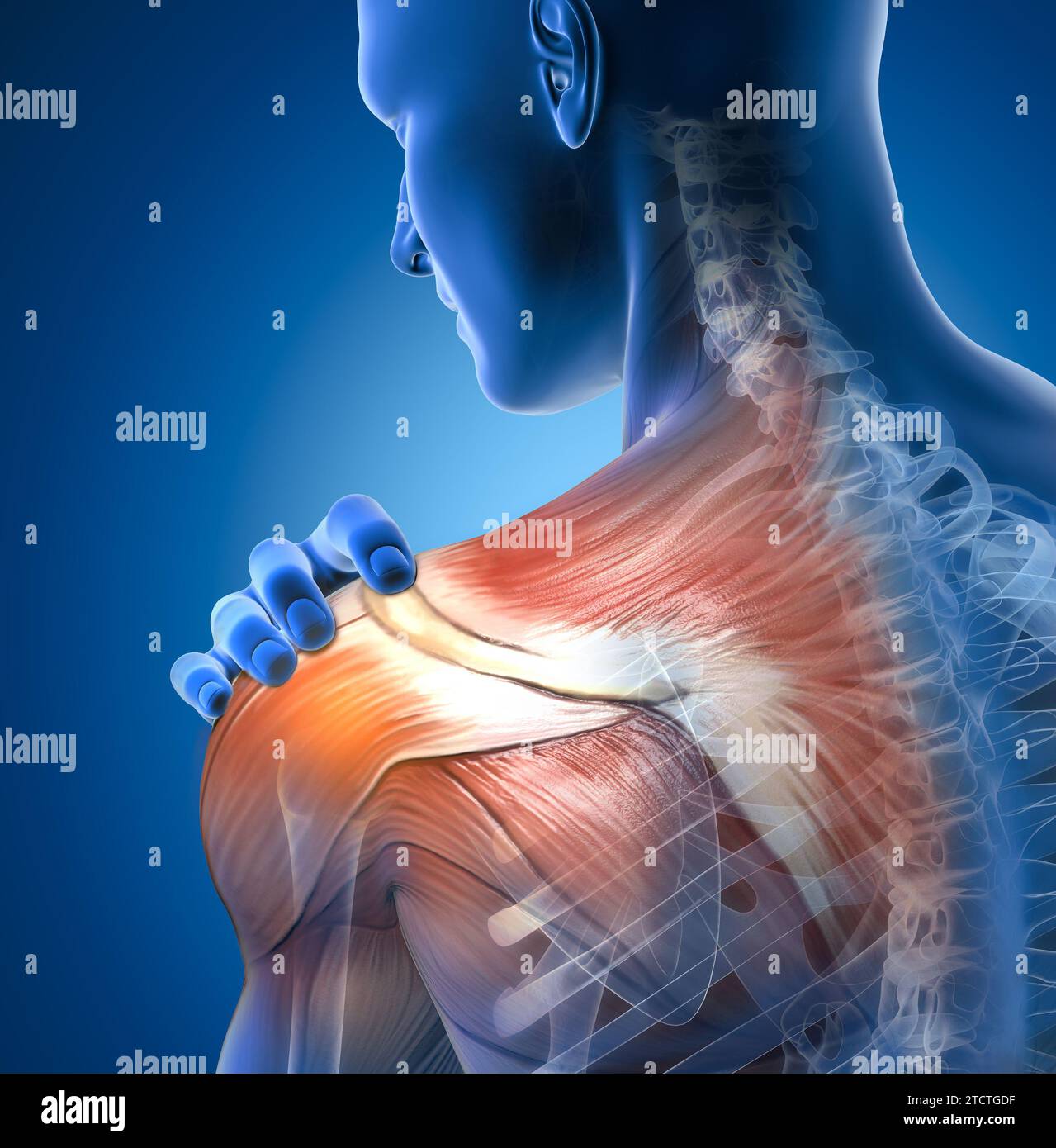 Rotator cuff muscles hi-res stock photography and images - Alamy