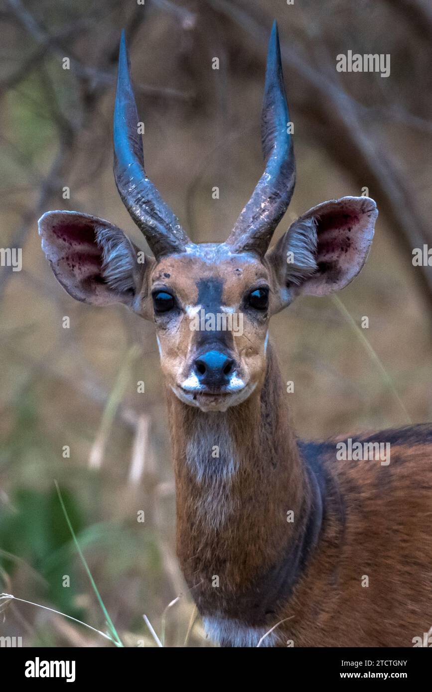 Bushbuck at Ziwa Rhino Sanctuary, Uganda Stock Photo - Alamy