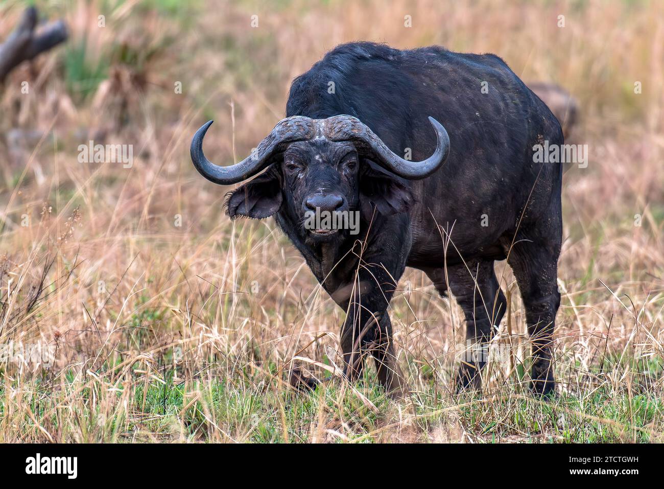 Buffalo lowing at Murchison Falls National park, Uganda Stock Photo - Alamy