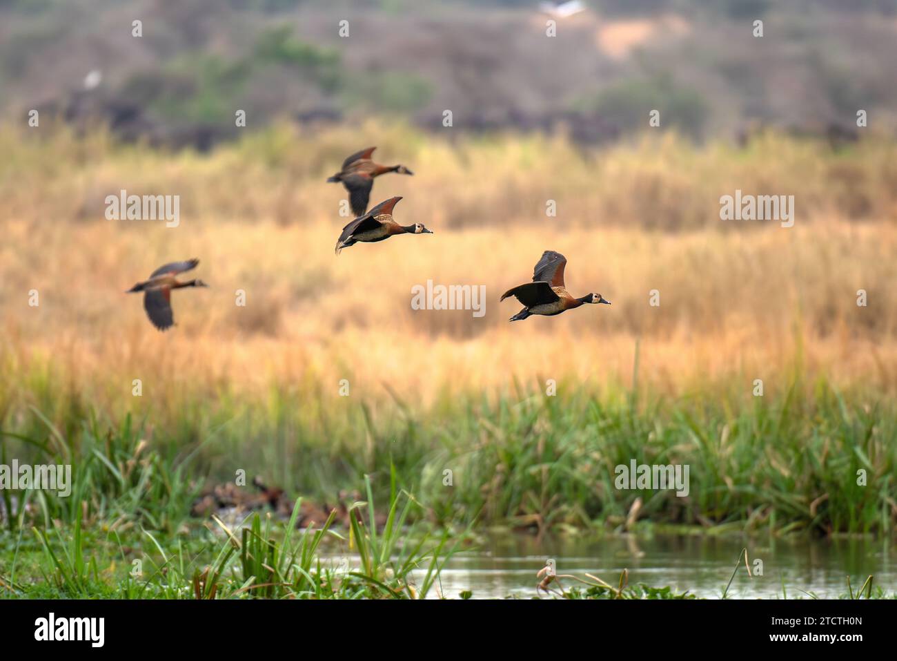 Flight of white-face whistling ducks at Murchison Falls National park ...