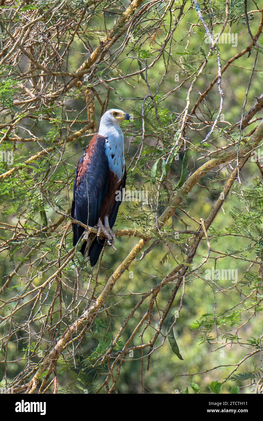 African fish eagle standing and watching for preys, along the Nile ...