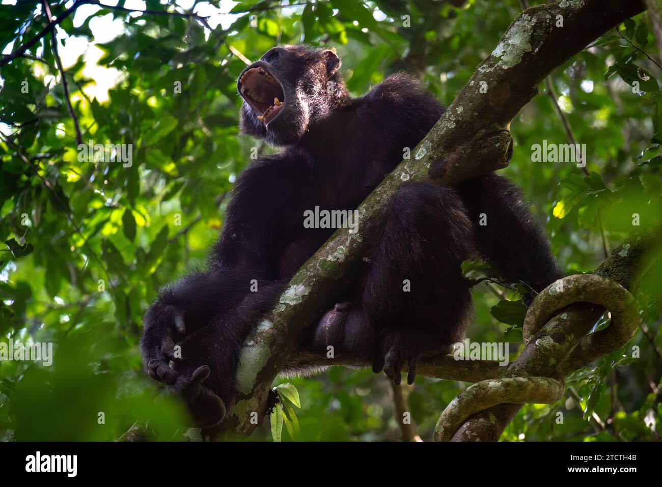 Bugondo forest chimpanzee standing and a branch and screaming Stock ...