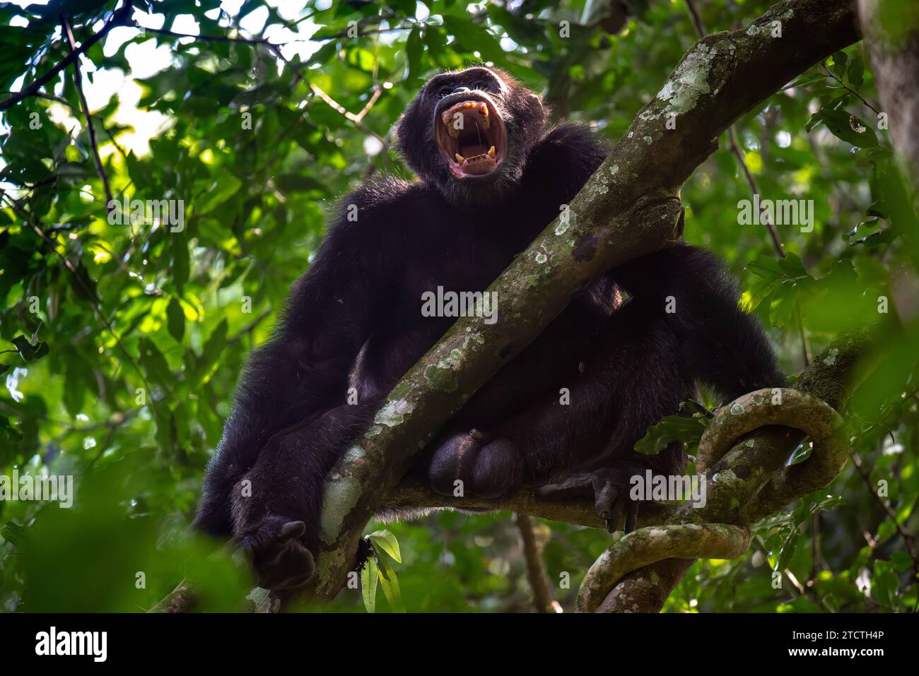 Bugondo forest chimpanzee standing and a branch and screaming Stock ...