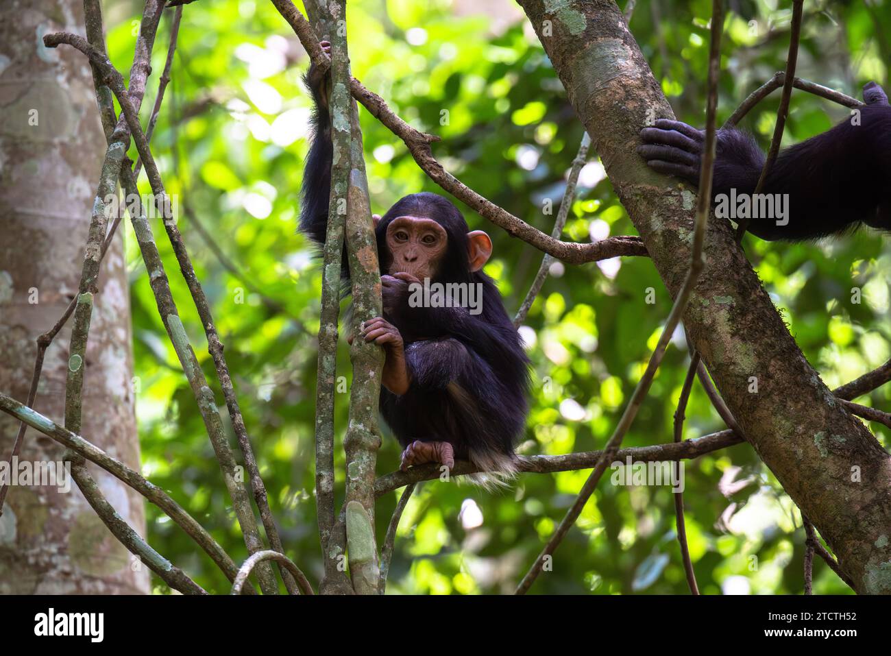 young chimpanzee and its mother in Bugondo forest Stock Photo - Alamy