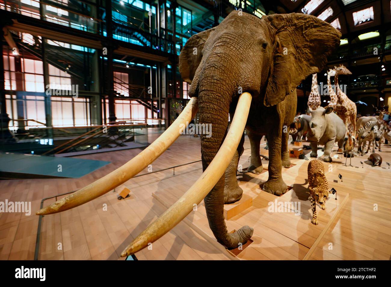 The Museum national d’Histoire naturelle. Great Hall of Evolution ...