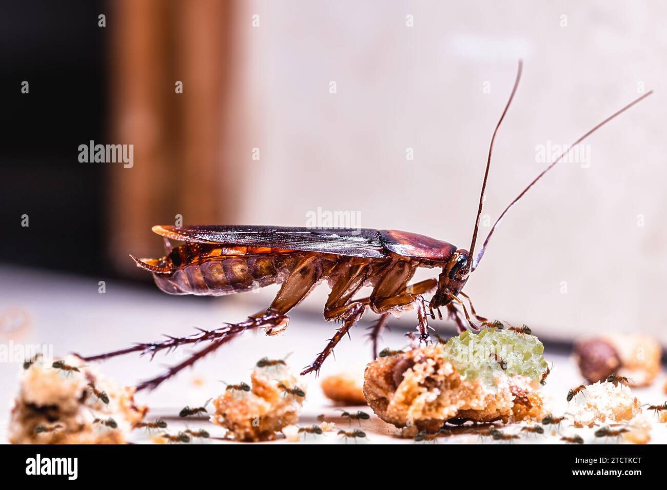homemade red cockroach eating dirt on the dirty floor with ants, dirty ...