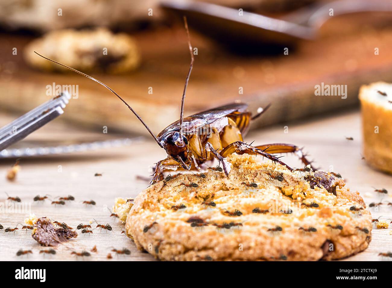 Poor child eating at table hi-res stock photography and images - Alamy