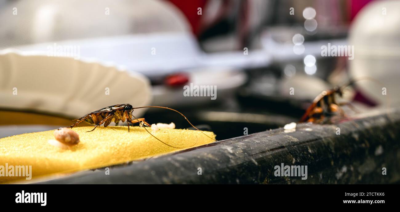 cockroach eating from a messy and very dirty kitchen sink, poor hygiene ...