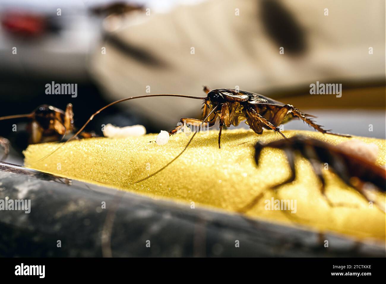 cockroach infestation eating in a messy and very dirty kitchen sink ...