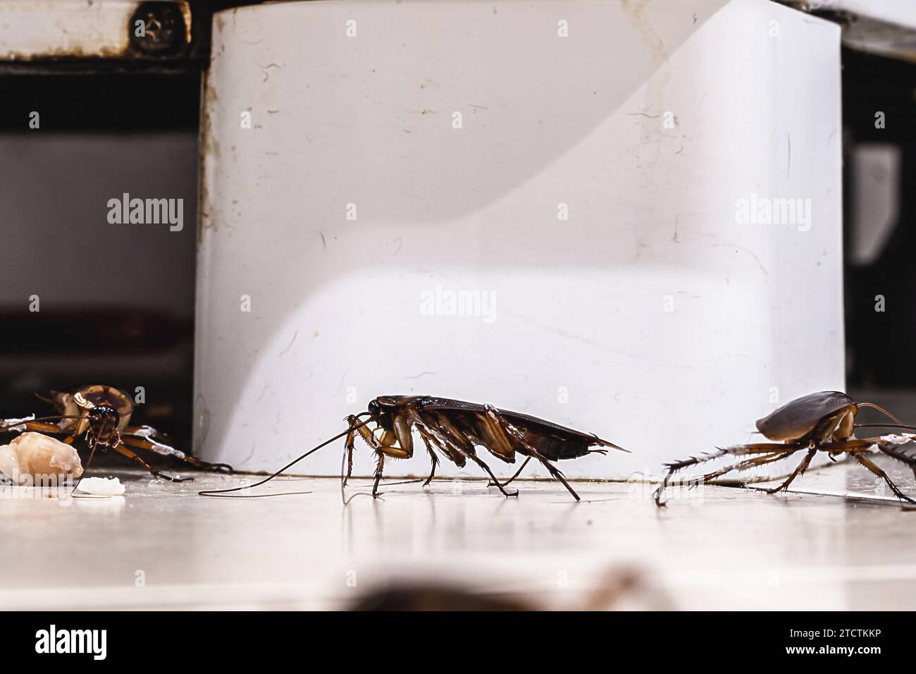 cockroach infestation walking and crawling on dirty kitchen floor ...